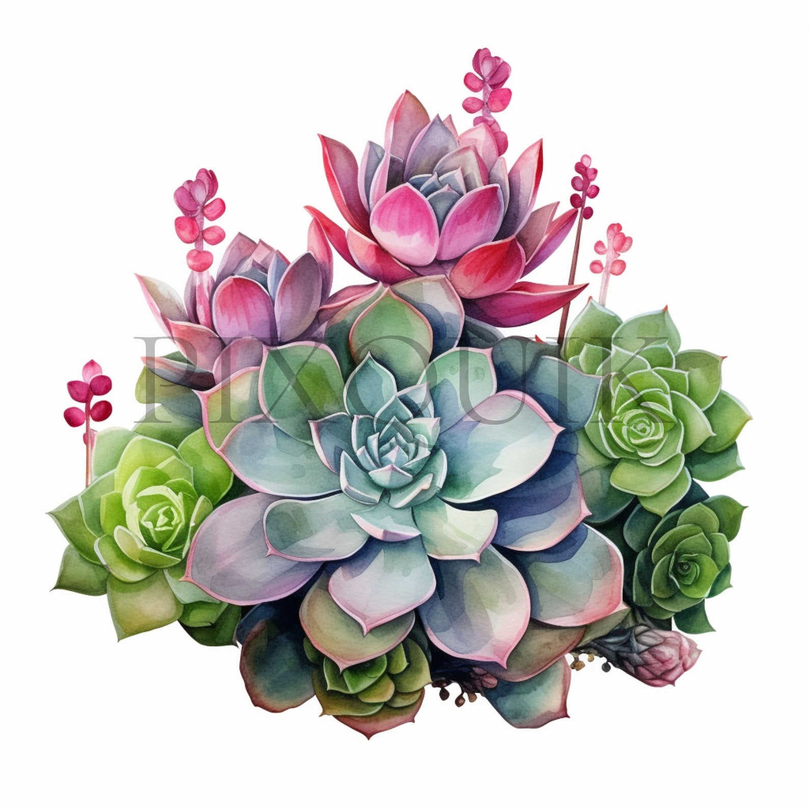 Succulent Clipart 10 High Quality Jpgs Cactus Illustrations Botanical ...