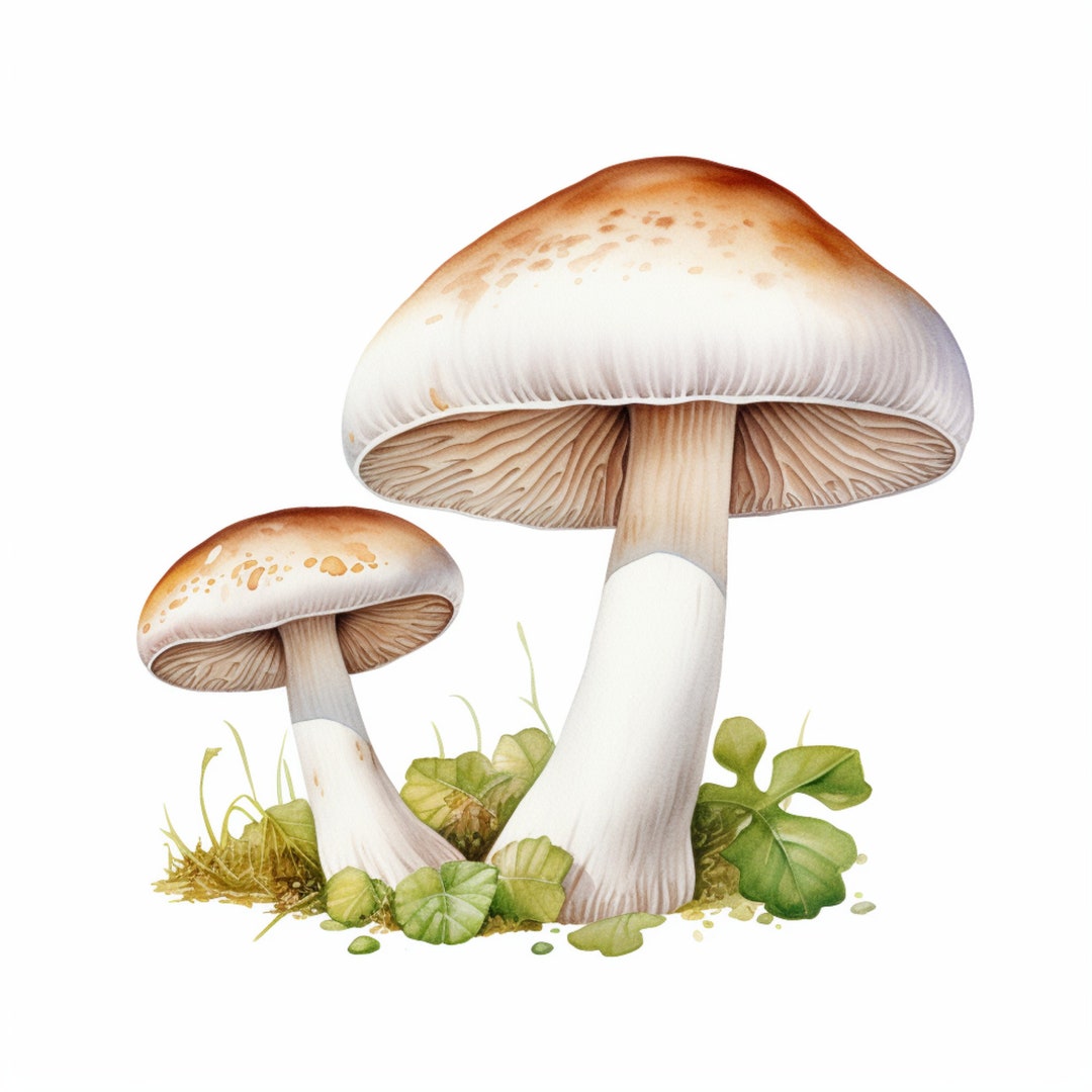 Watercolor Mushroom Clipart | 10 High Quality Jpgs | Instant Digital ...