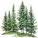 Fir Trees Clipart 10 High Quality Jpgs Botanical Art Fir Tree Images ...