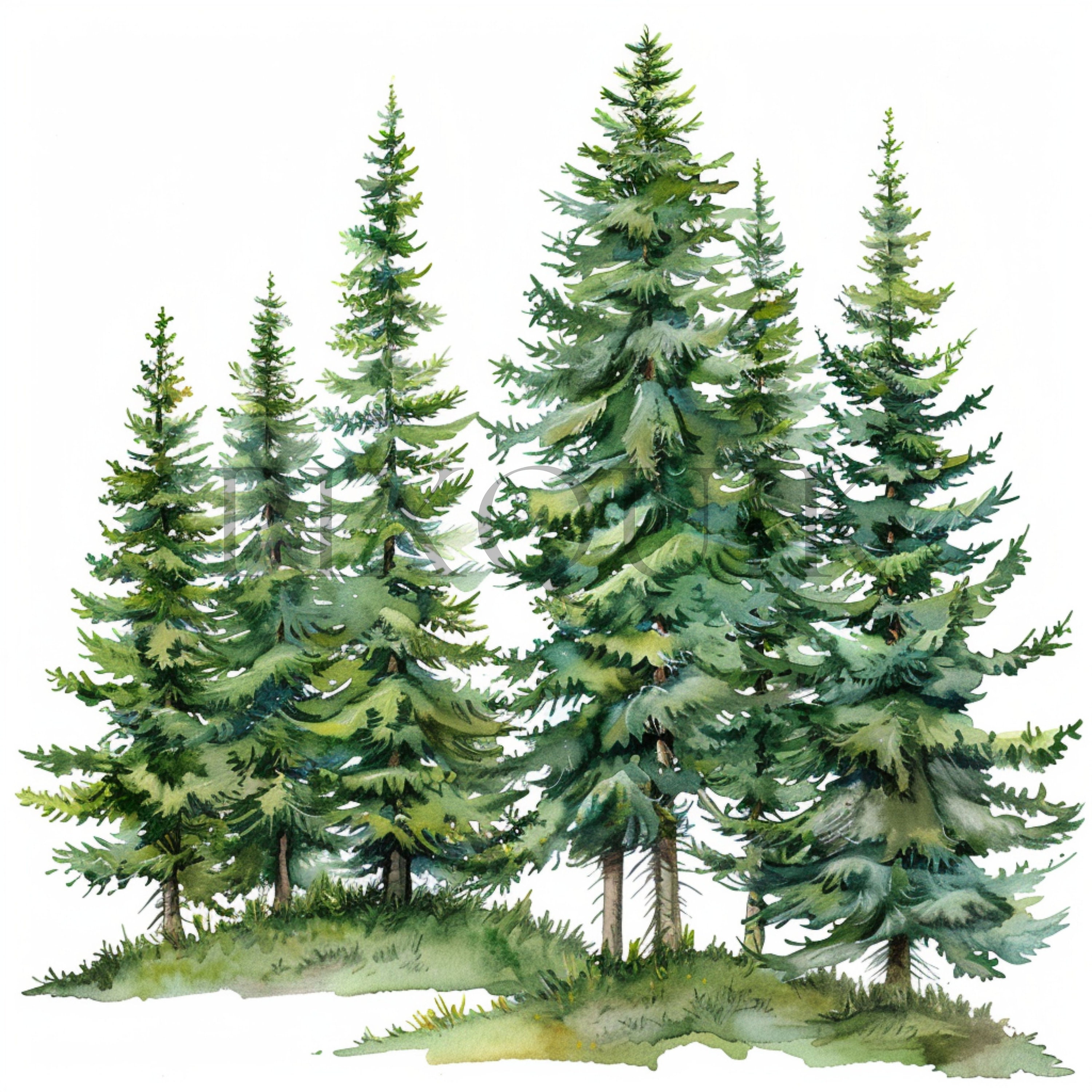 Fir Trees Clipart | 10 High Quality Jpgs | Botanical Art | Fir Tree ...