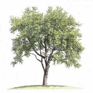 Ash Tree Clipart | 10 JPG Files | Card Making | Digital Paper Crafts ...