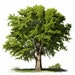 Ash Trees Clipart 10 High Quality Jpgs Botanical Art Ash Tree Digital ...
