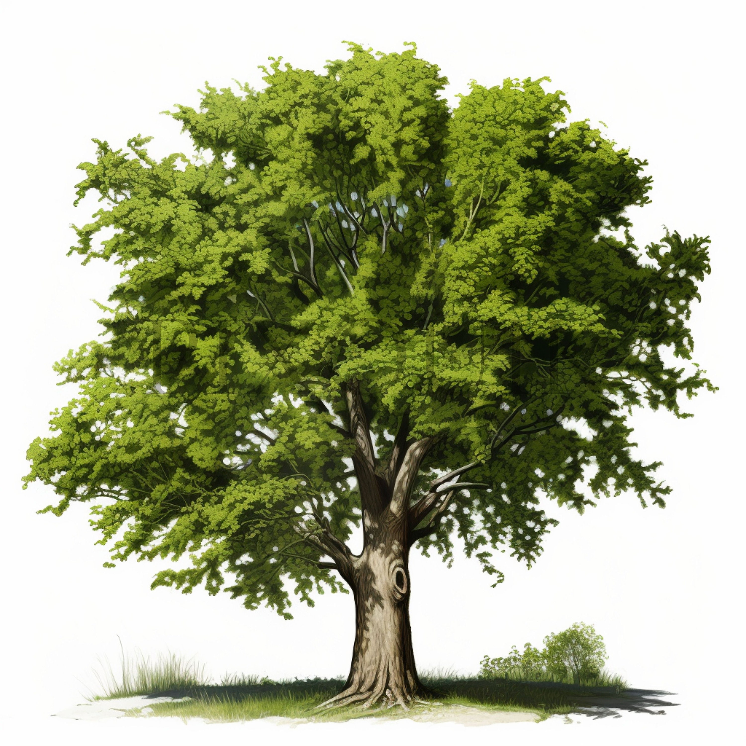 Ash Trees Clipart 10 High Quality Jpgs Botanical Art Ash Tree Digital ...