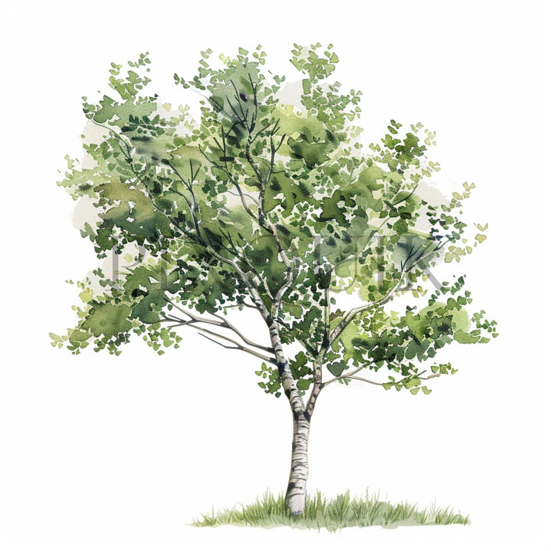 Alder Tree Clipart | Watercolor Style, Commercial Use (digital Download ...