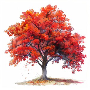 Maple Tree Clipart | 10 High Quality Jpgs | Digital Download | Fall ...