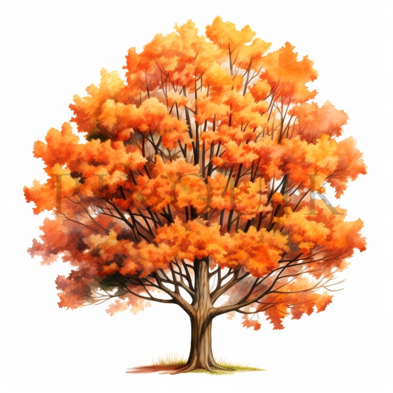 Autumn Maple Tree Clipart | Fall Wall Art (digital Download) - Etsy