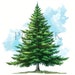 Hemlock Tree Clipart | High-quality Jpgs, Commercial Use (digital ...