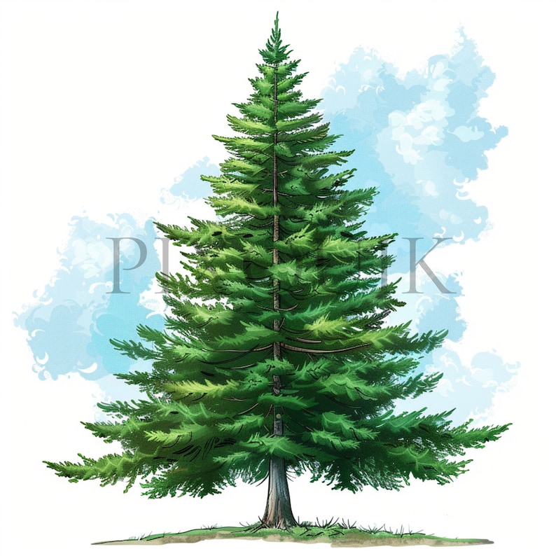 Hemlock Tree Clipart | High-quality Jpgs, Commercial Use (digital ...