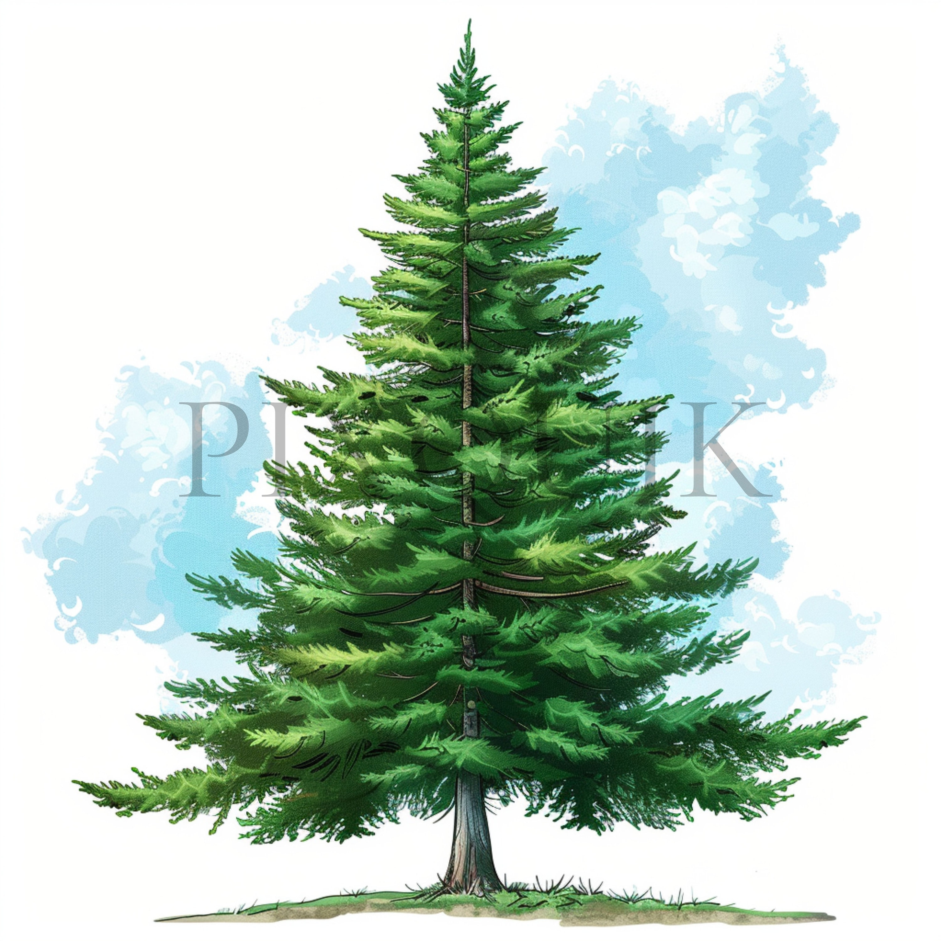Hemlock Tree Clipart | High-quality Jpgs, Commercial Use (digital ...