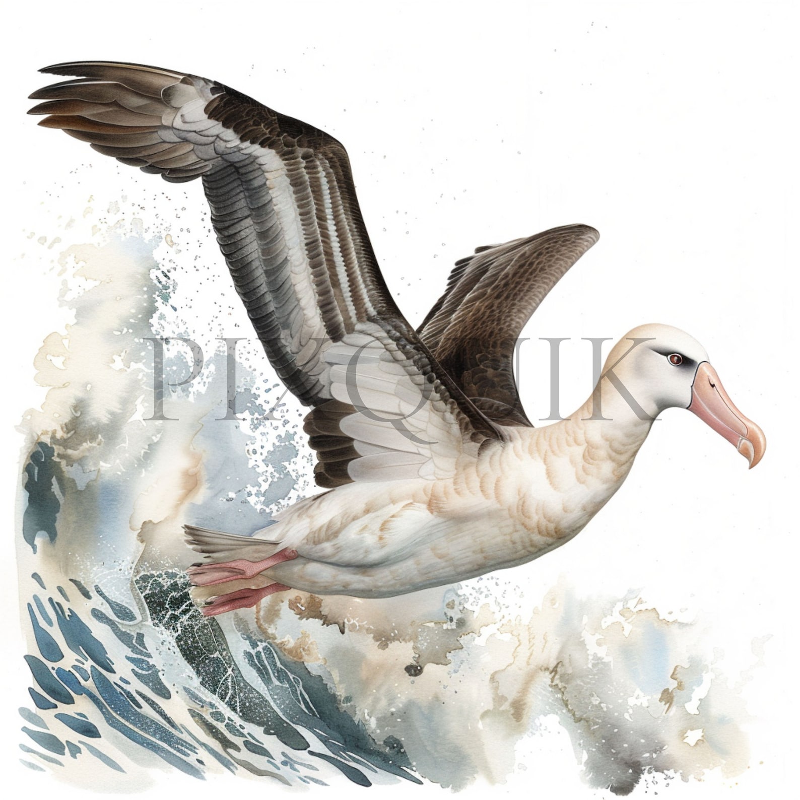 Watercolor Albatross Clipart | Bird Digital Art (10 JPG) - Etsy