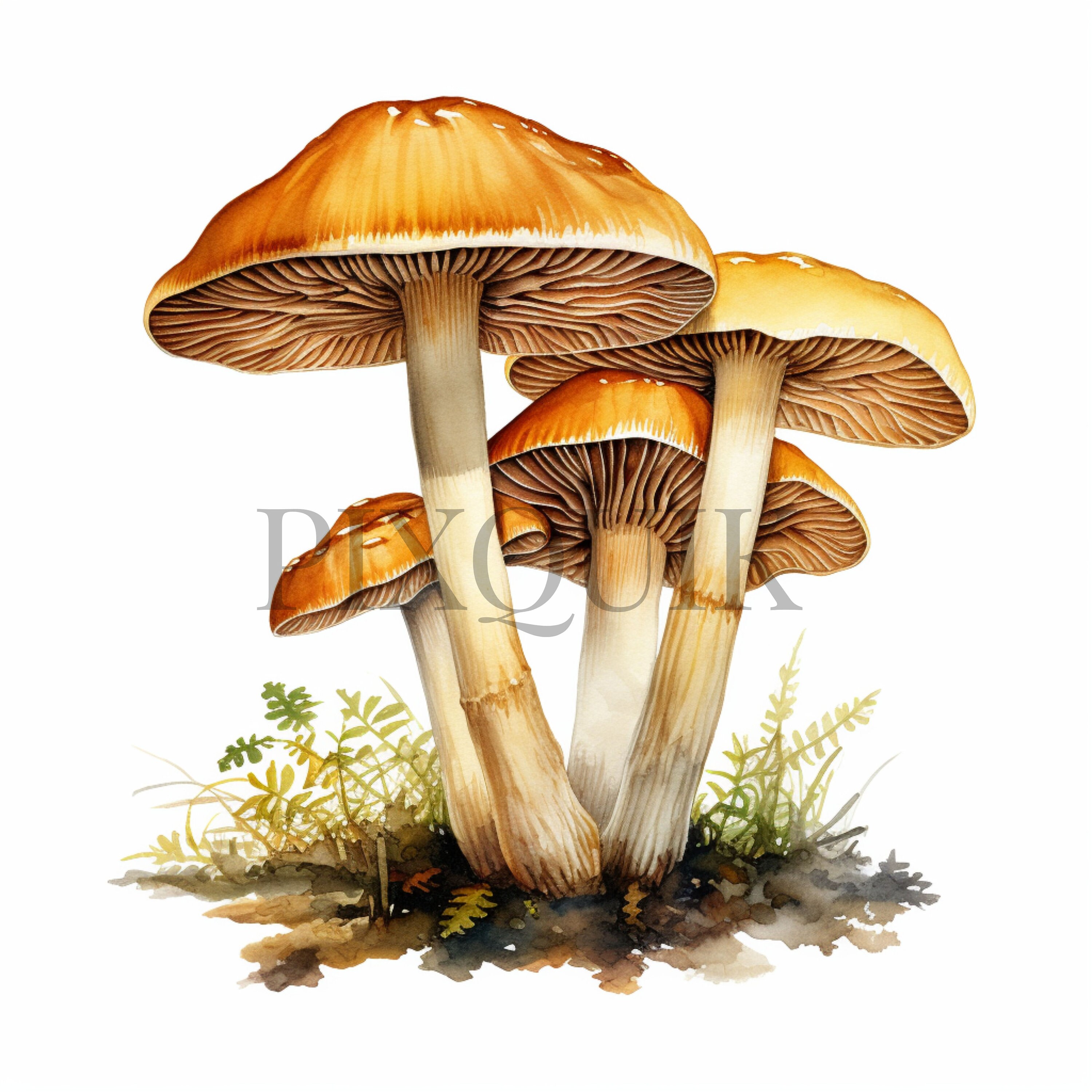 Watercolor Mushroom Clipart - 10 High Quality Jpgs | Forest Plant ...