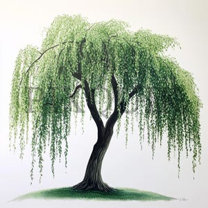 Watercolor Weeping Willow Tree Clipart: Lush Nature Illustration (10 ...