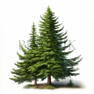 Spruce Tree Clipart | 10 High Quality Jpgs | Nature Clipart | Tree ...