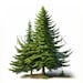 Spruce Tree Clipart 10 High Quality Jpgs Nature Clipart Tree Clipart ...