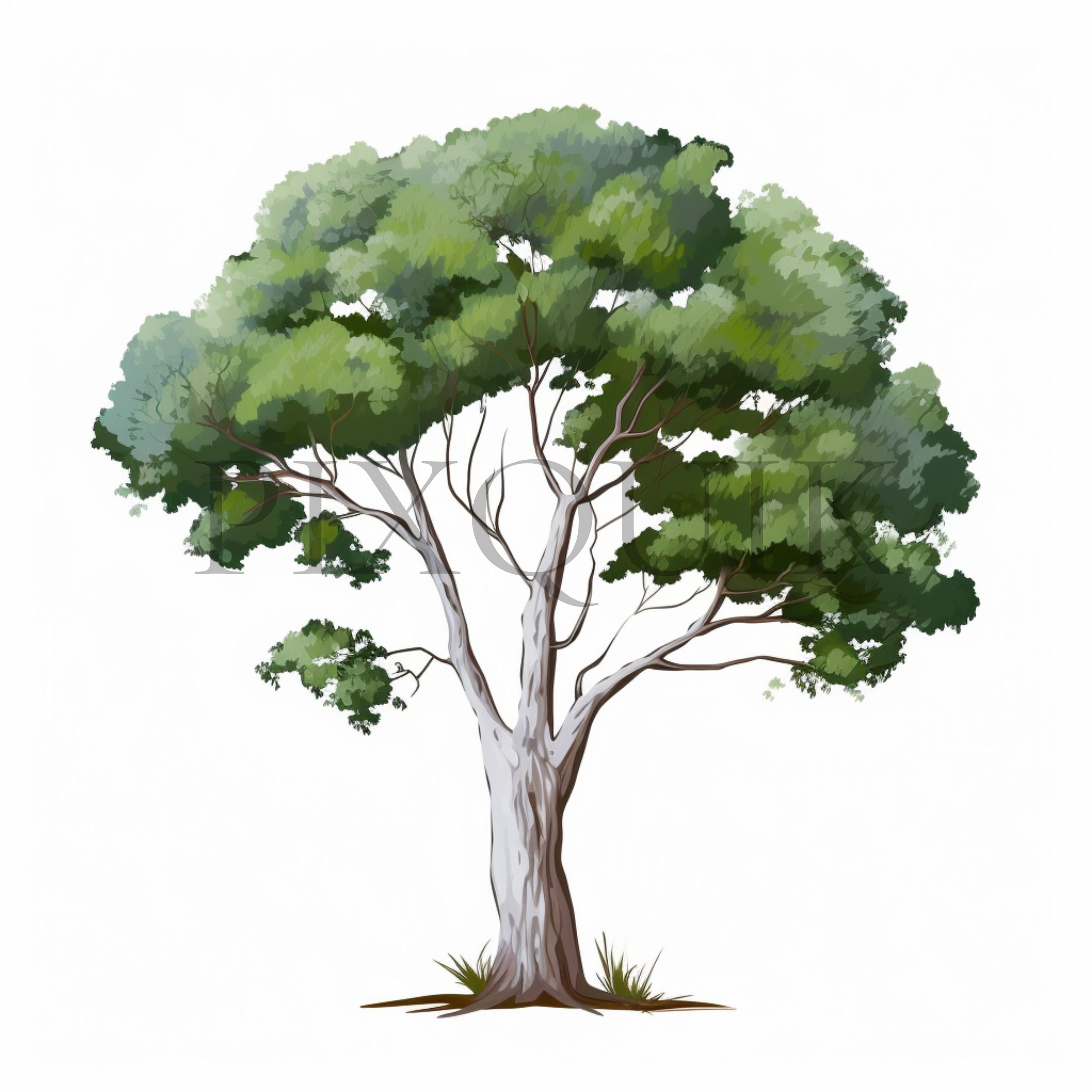 Gum Tree Clipart Tree Clipart 10 High Quality JPG Gum Tree Illustration Digital Download, Card ...