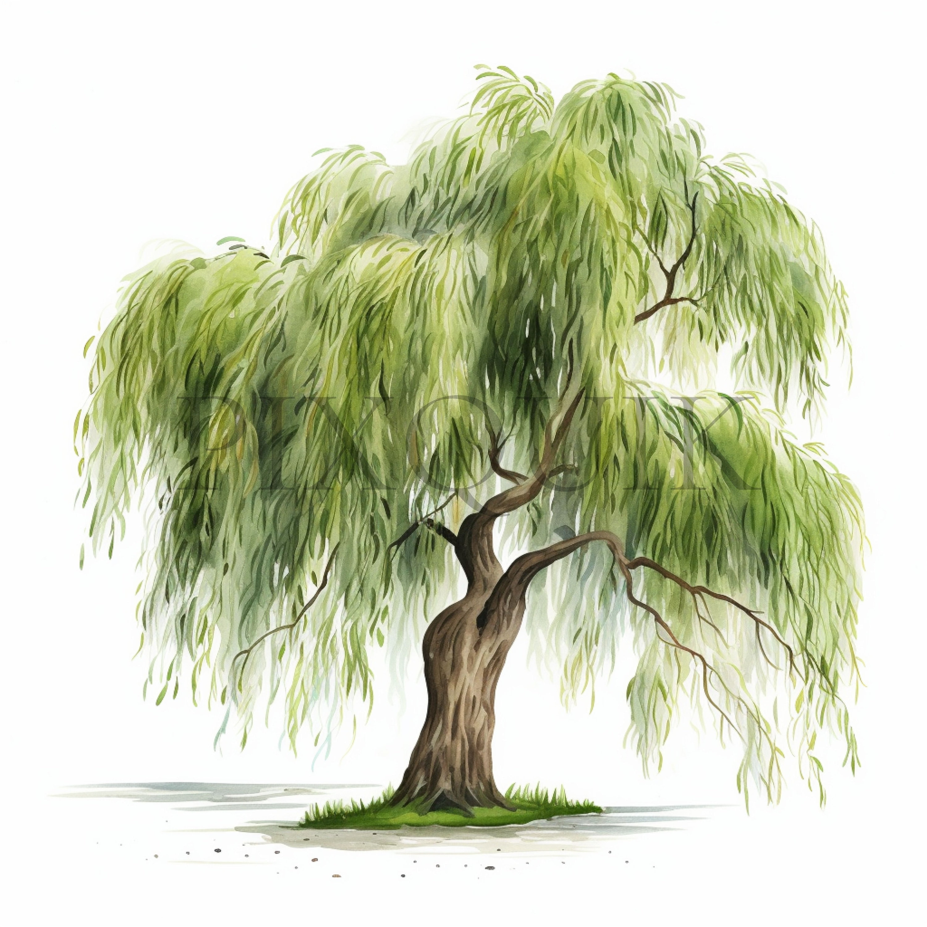 Willow Tree Clipart 10 High Quality Jpgs Botanical Art Junk Journal ...