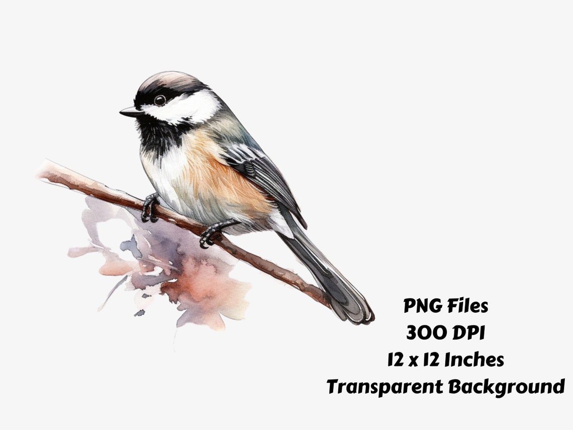 Watercolor Chickadee Clipart Bundle Chickadee Digital Images Chickadee Graphics Watercolor Bird ...