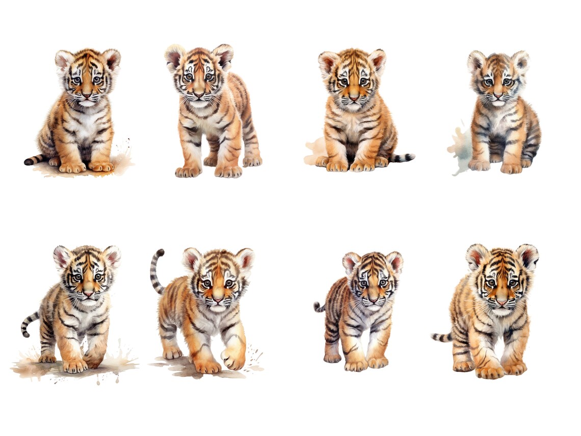 Watercolor Baby Tiger Clipart Tiger PNG Baby Animal PNG - Etsy