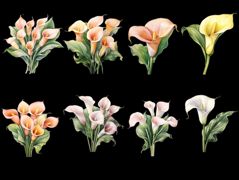 Watercolor Calla Lily Clipart | Lilly PNG | Lily Sublimation ...