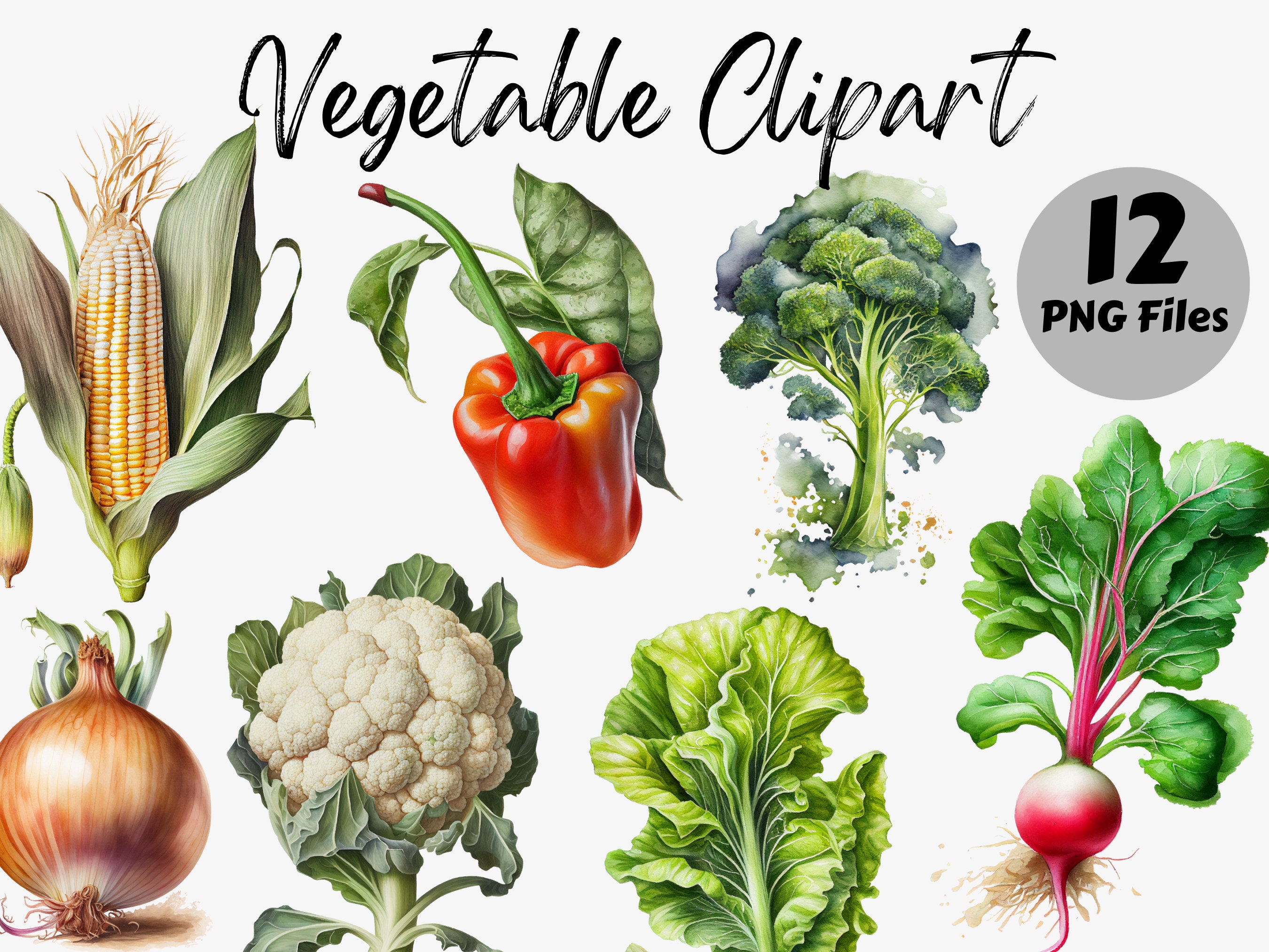 Watercolor Vegetable Clipart Bundle Vegetable Digital Images Vegetable ...