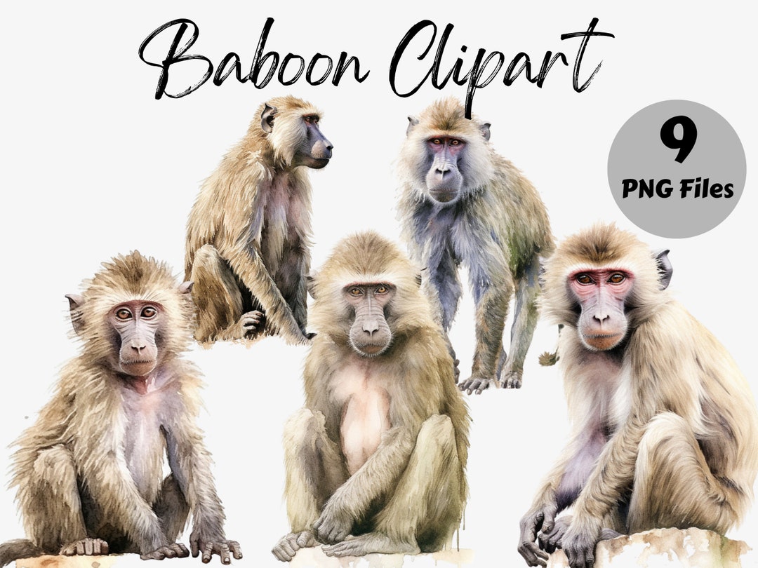 Aquarell Pavian Clipart | Pavian PNG | Digitaler Download ...