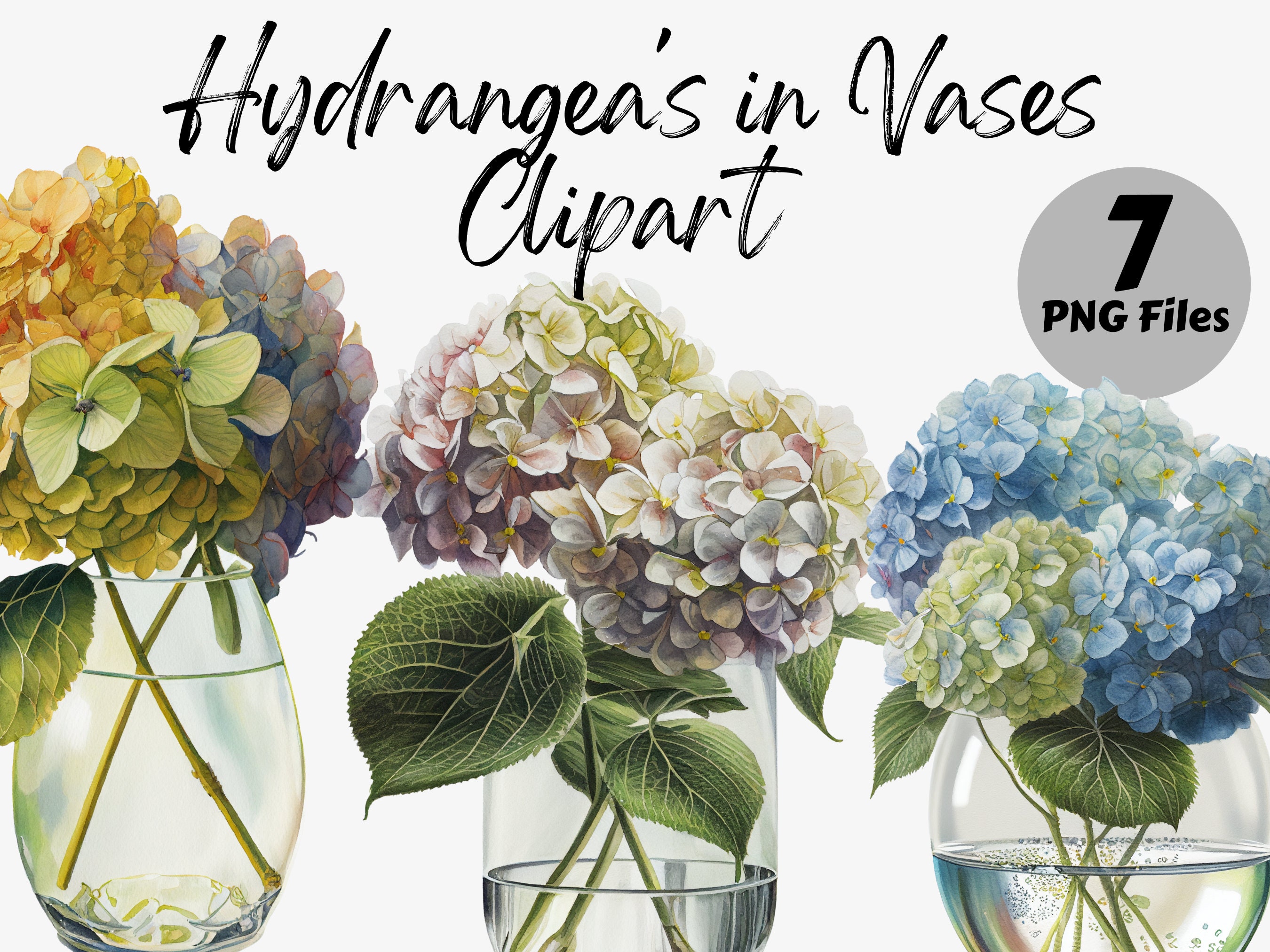 Hydrangea in Vase Clipart Bundle Hydrangea Digital Images Hydrangea ...