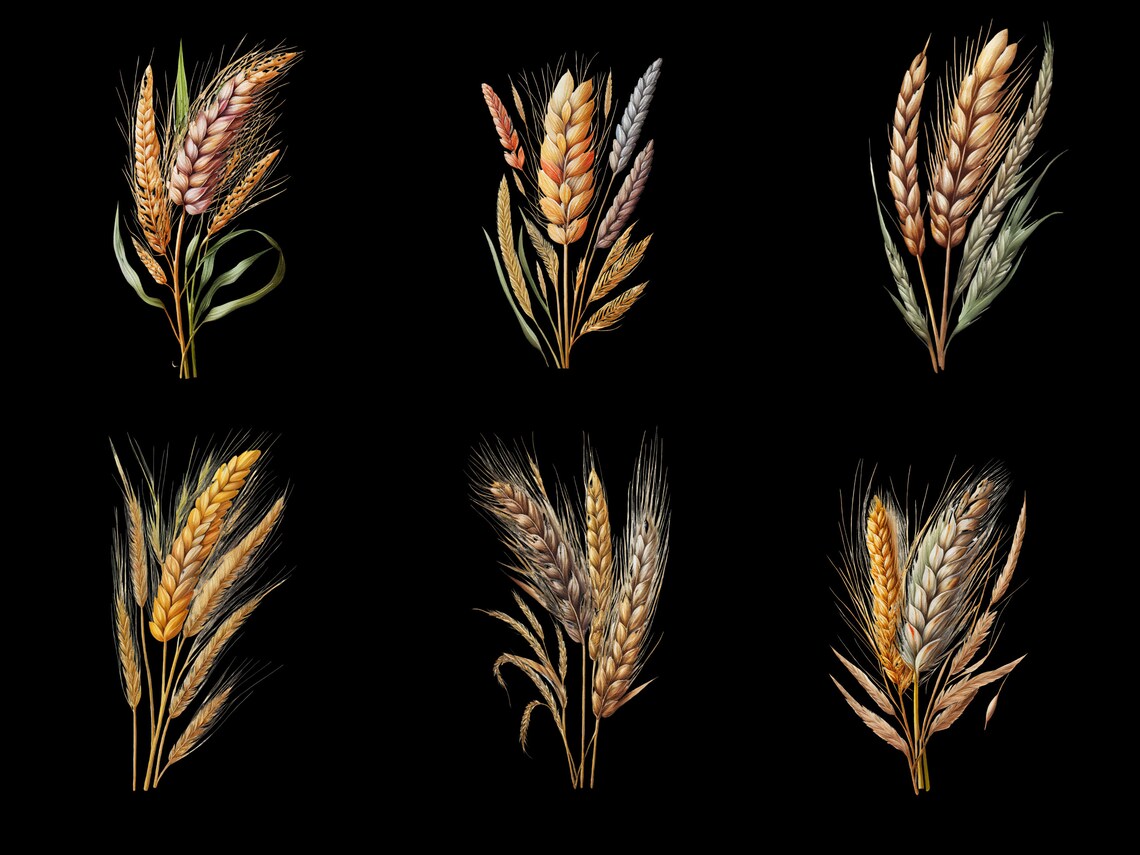Watercolor Wheat Clipart Bundle | Wheat Digital Images | Wheat Graphics ...