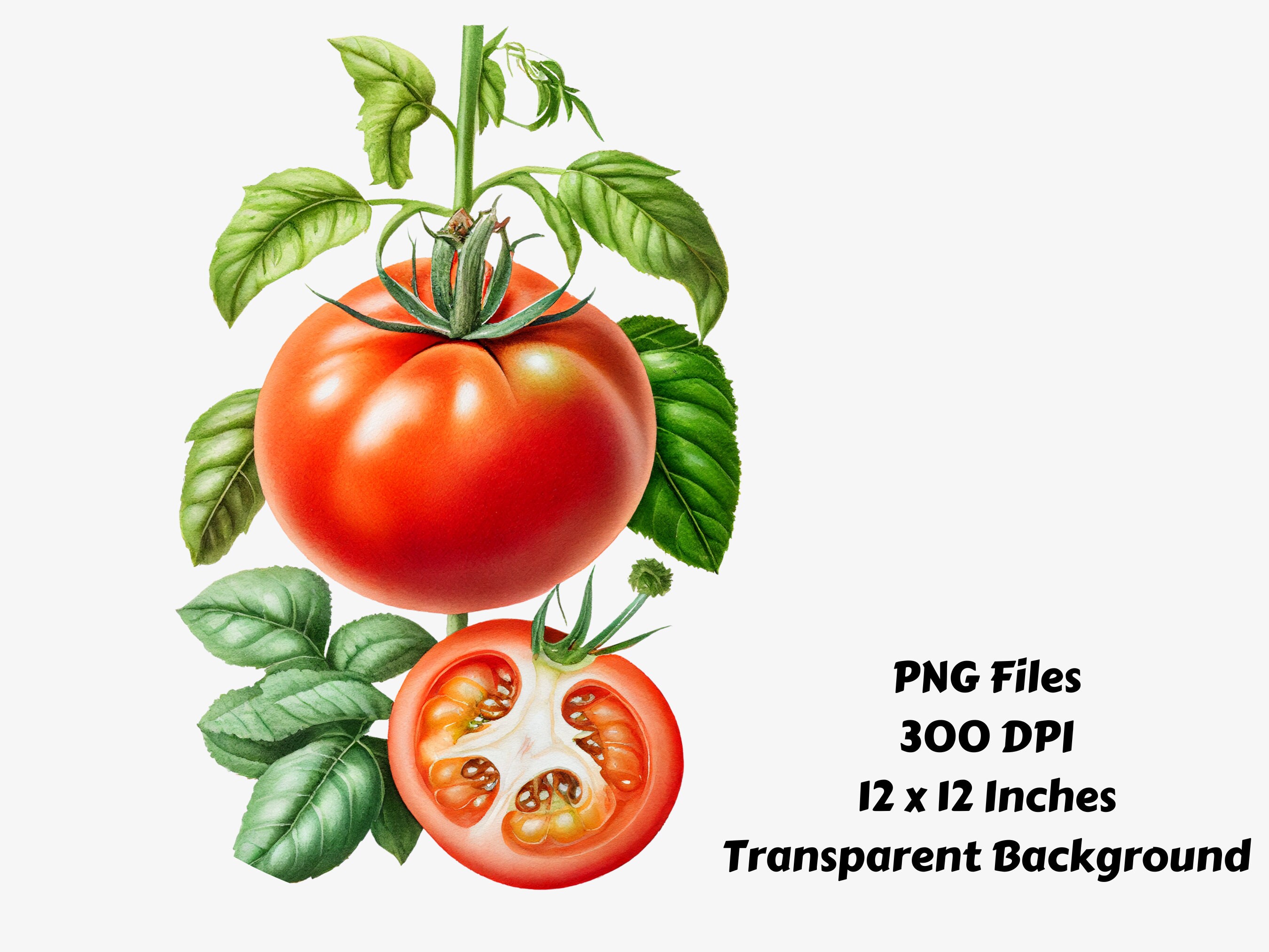 Watercolor Vegetable Clipart Bundle Vegetable Digital Images Vegetable ...