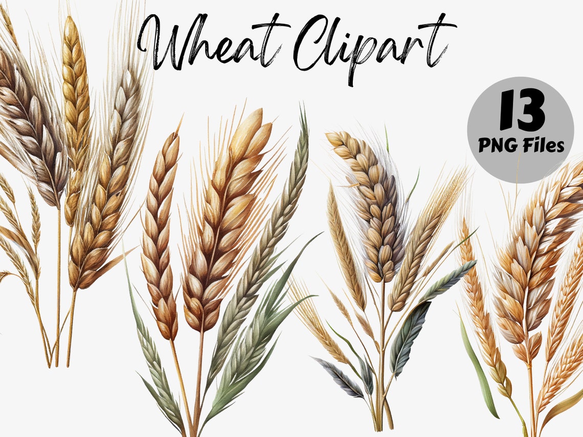 Watercolor Wheat Clipart Bundle | Wheat Digital Images | Wheat Graphics ...