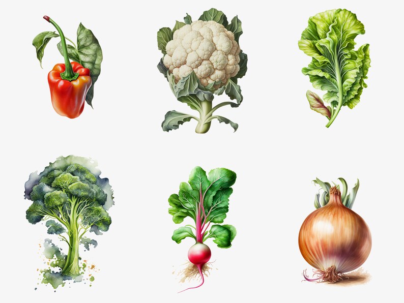 Watercolor Vegetable Clipart Bundle Vegetable Digital Images Vegetable ...