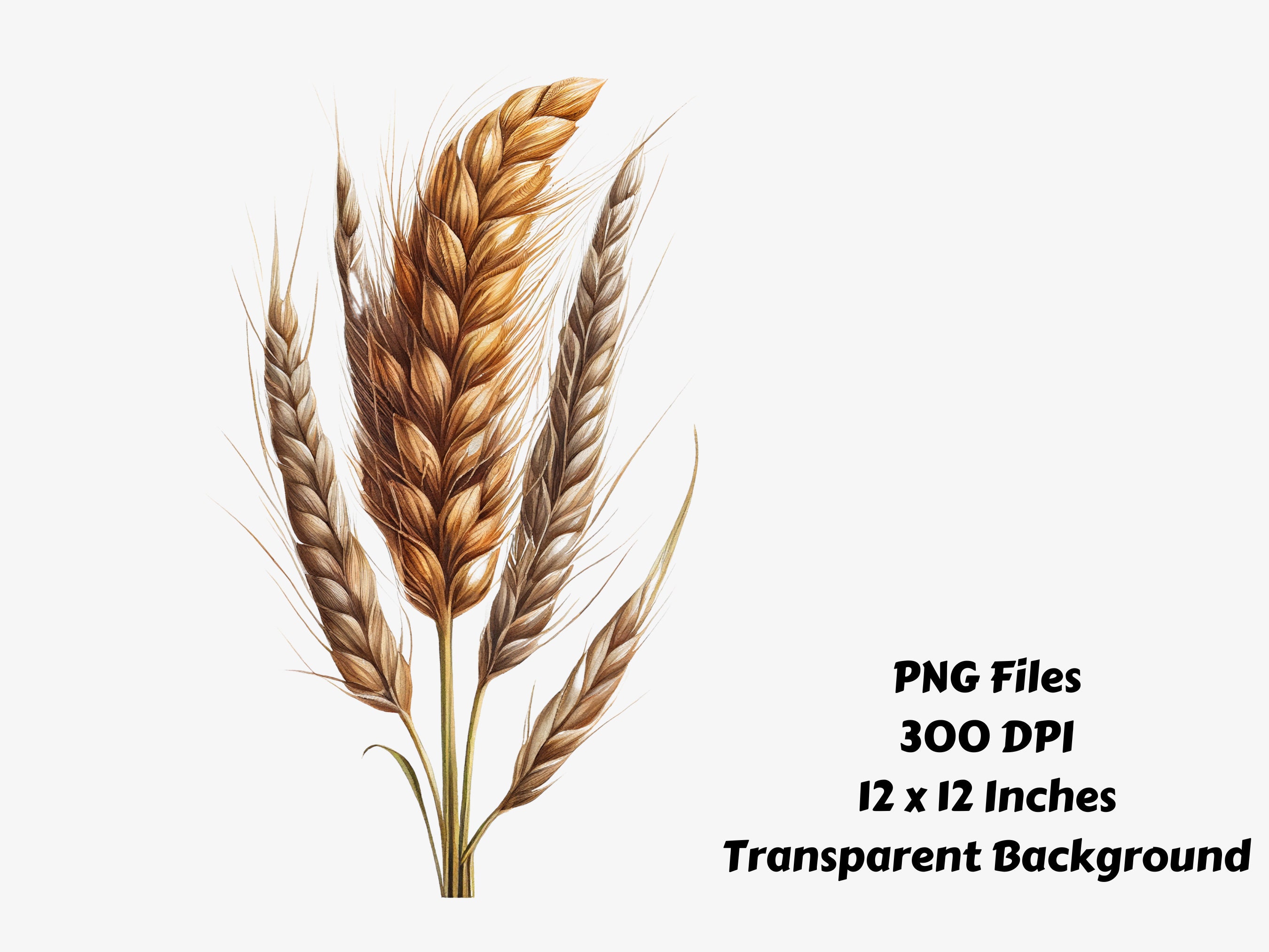Watercolor Wheat Clipart Bundle | Wheat Digital Images | Wheat Graphics ...