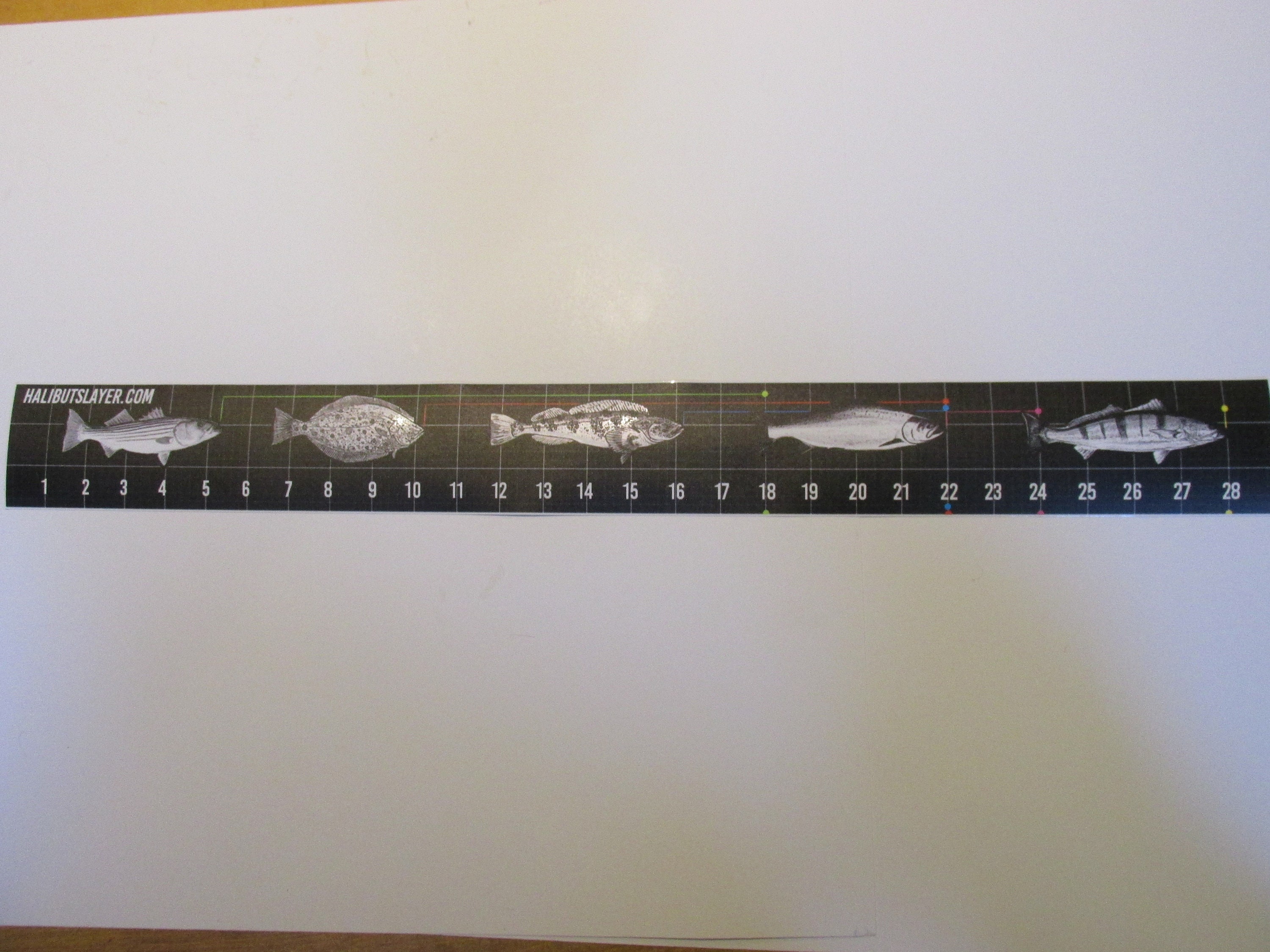 California Current Fish Ruler Measuring Tape Decal Sticker Size Limit ...