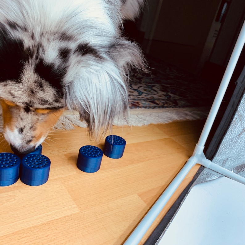 Sniffmaster: the Clever Sniffing Game for Happy Dogs | Mental ...