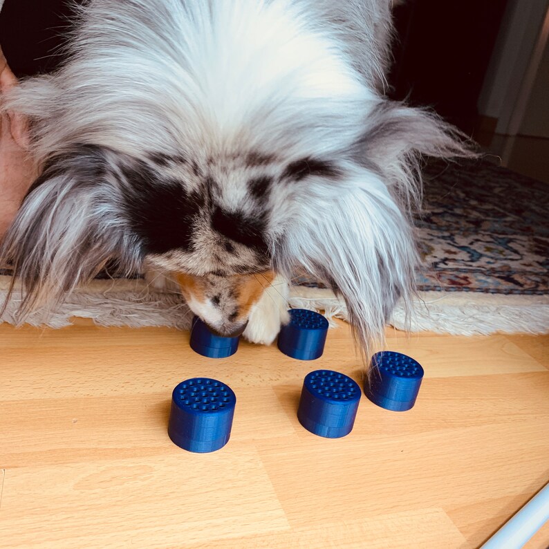 Sniffmaster: the Clever Sniffing Game for Happy Dogs | Mental ...