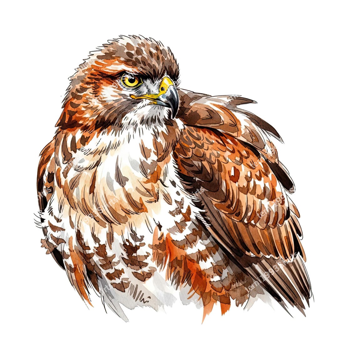 10 Hawks Watercolor Clipart JPG Bundle - Hawk Illustration Digital ...