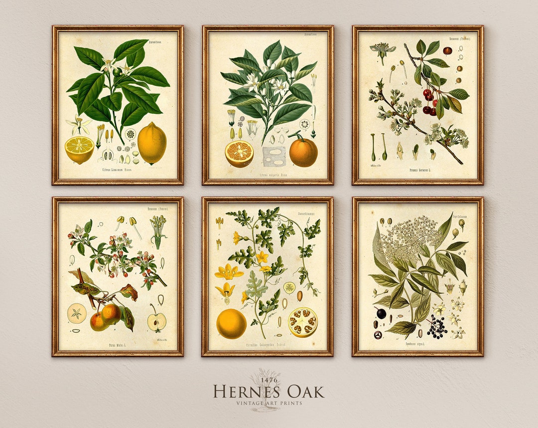 Botanical Prints, Set of 8 Fruit Prints, Vintage Kitchen Wall Art ...
