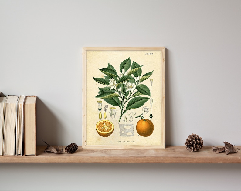 Botanical Prints, Set of 8 Fruit Prints, Vintage Kitchen Wall Art ...