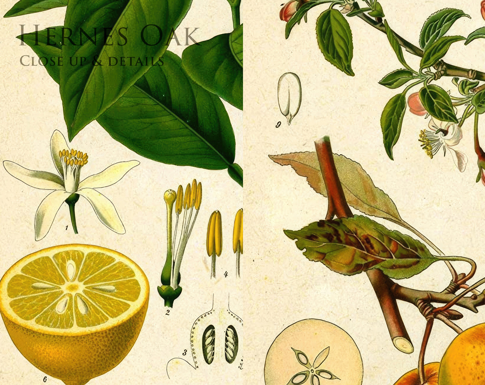 Botanical Prints, Set of 8 Fruit Prints, Vintage Kitchen Wall Art ...