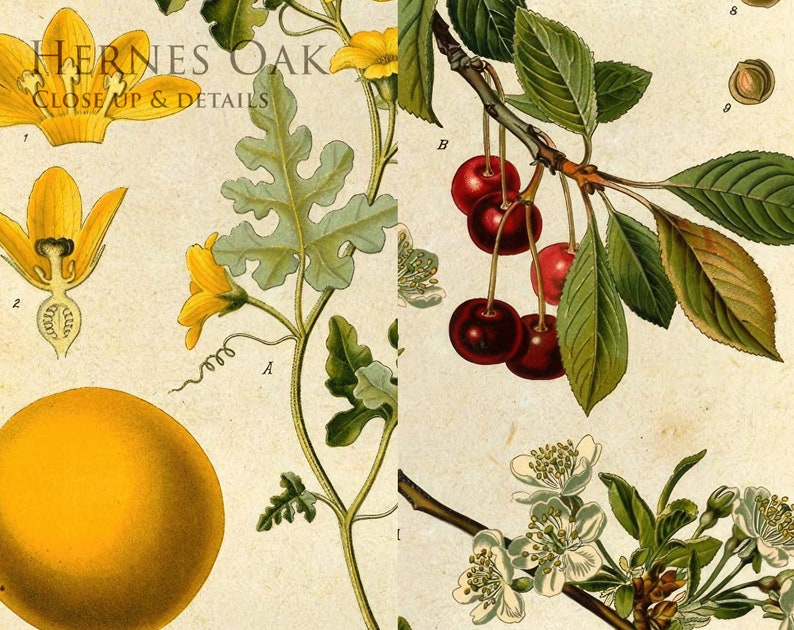 Botanical Prints, Set of 8 Fruit Prints, Vintage Kitchen Wall Art ...