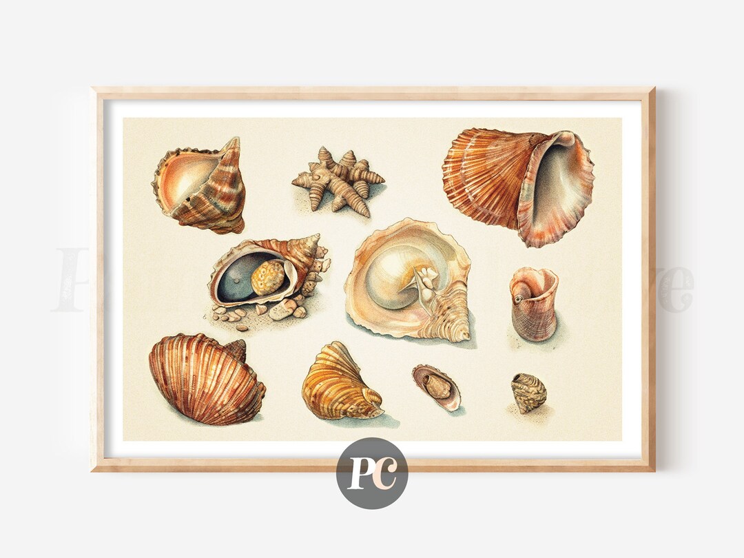 Vintage Seashell Watercolor Art Print | Neutral Art Print | Coastal ...