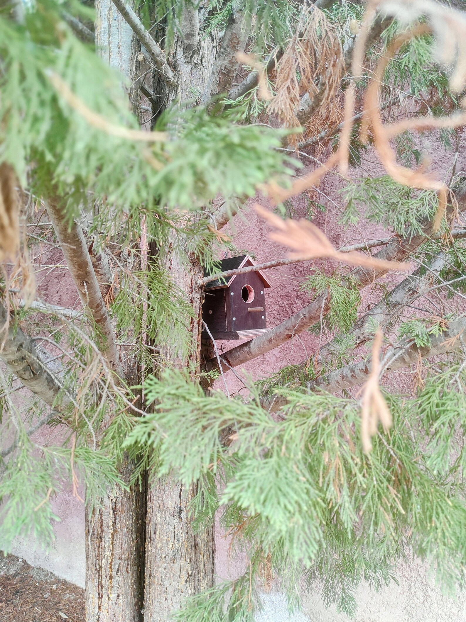 Bird House Plans for Bird House for Birds Plans Woodworking Plans for ...