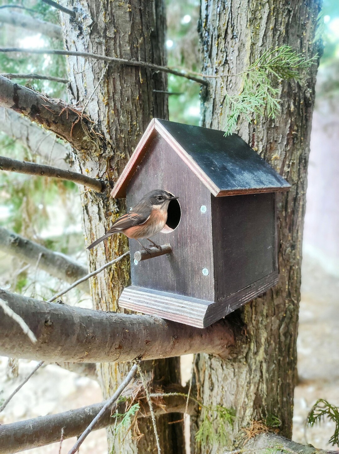 Bird House Plans for Bird House for Birds Plans Woodworking Plans for ...