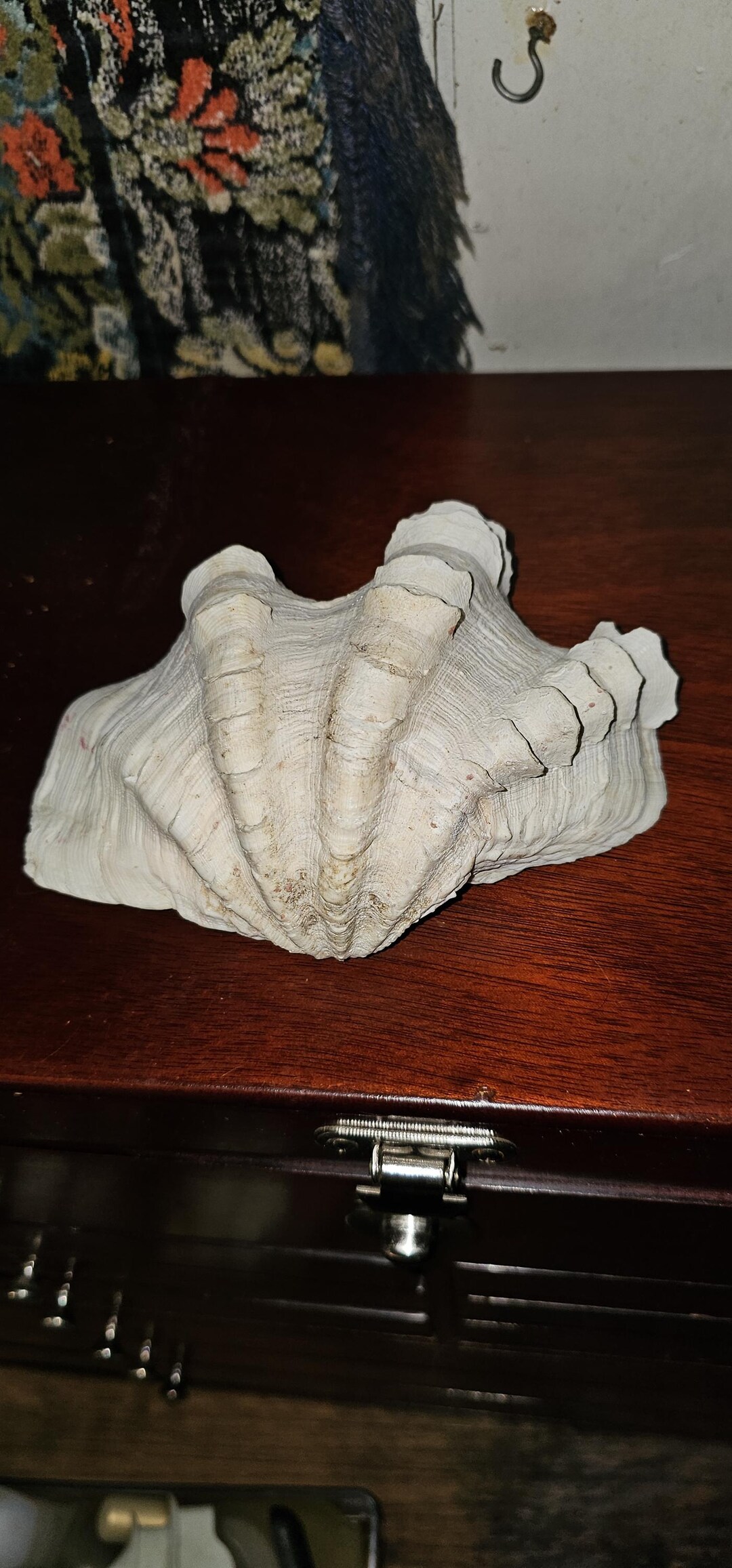 Giant Clam Shell Also Known as Caribbean Queen Conch 45.00 or Best ...