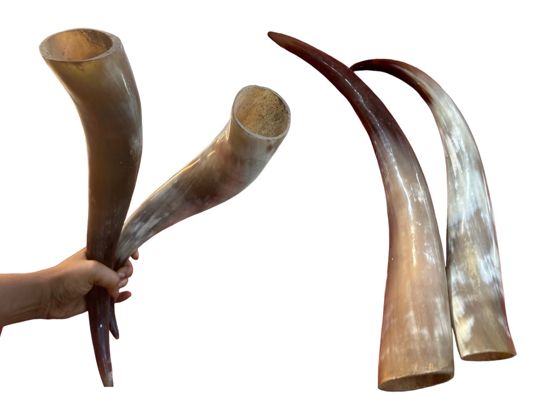 Wall Hanging Longhorn With Holder / Brace, Real Antelope Horn Safari ...