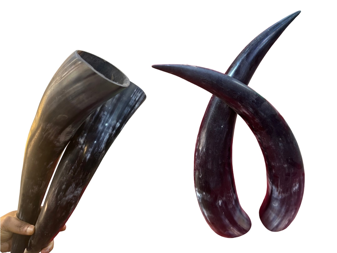 Wall Hanging Longhorn With Holder / Brace, Real Cow Horn Animal Art ...