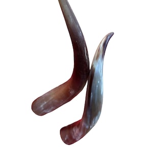 Wall Hanging Longhorn With Holder / Brace, Real Cow Horn Animal Art ...