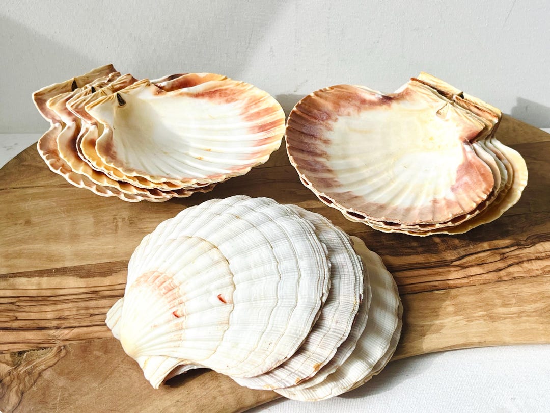Natural Sea Shells White Hawaiian Scallop Shells for Baking DIY Craft ...