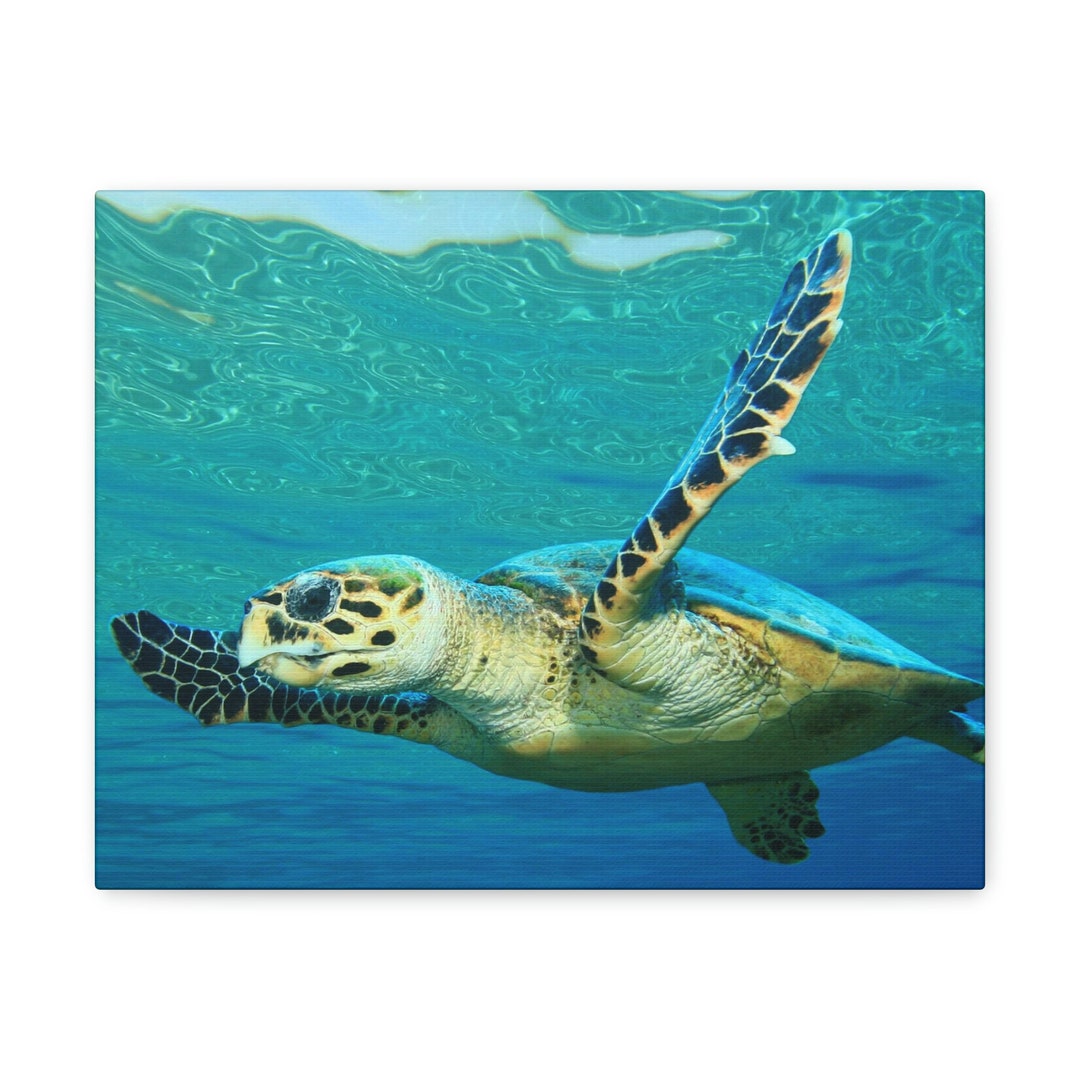 Turtle Wall Art, Turtle in Water Wall Art, Turtle Swimming - Etsy