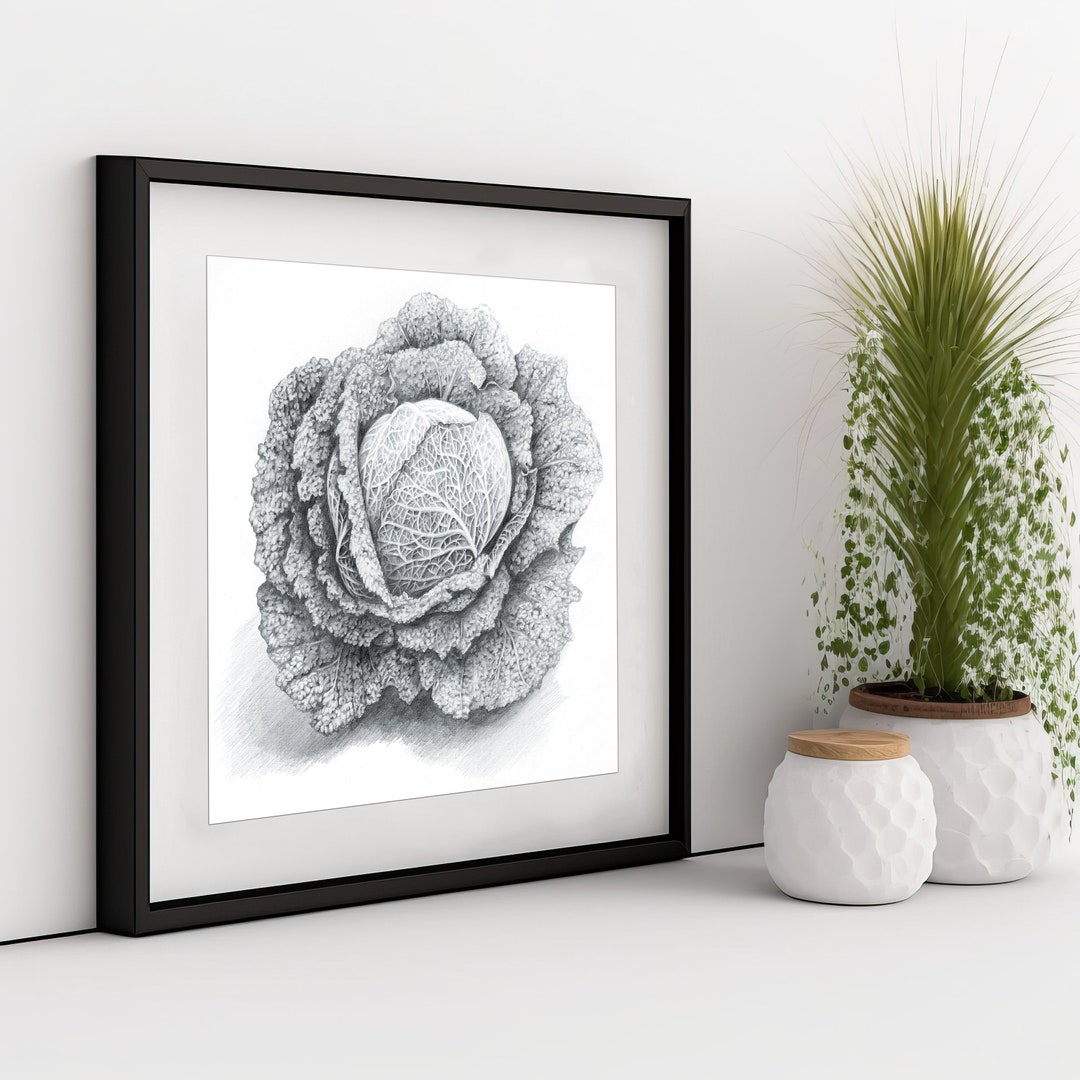 Cabbage Print of Original Pencil Drawing, Kitchen and Restaurant Wall ...