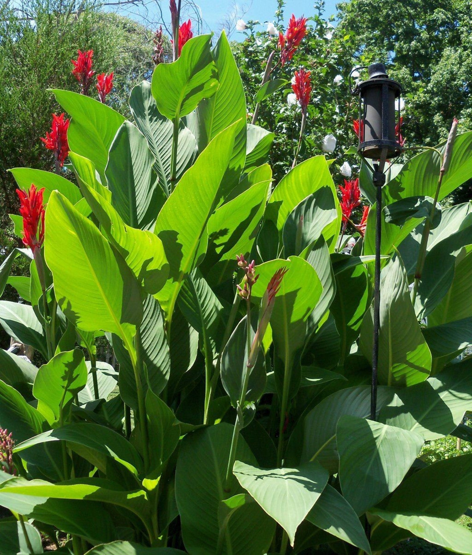 Set of 3 three Red Canna Lilly Bulbs. Beautiful Tall Flowers. Gorgeous ...